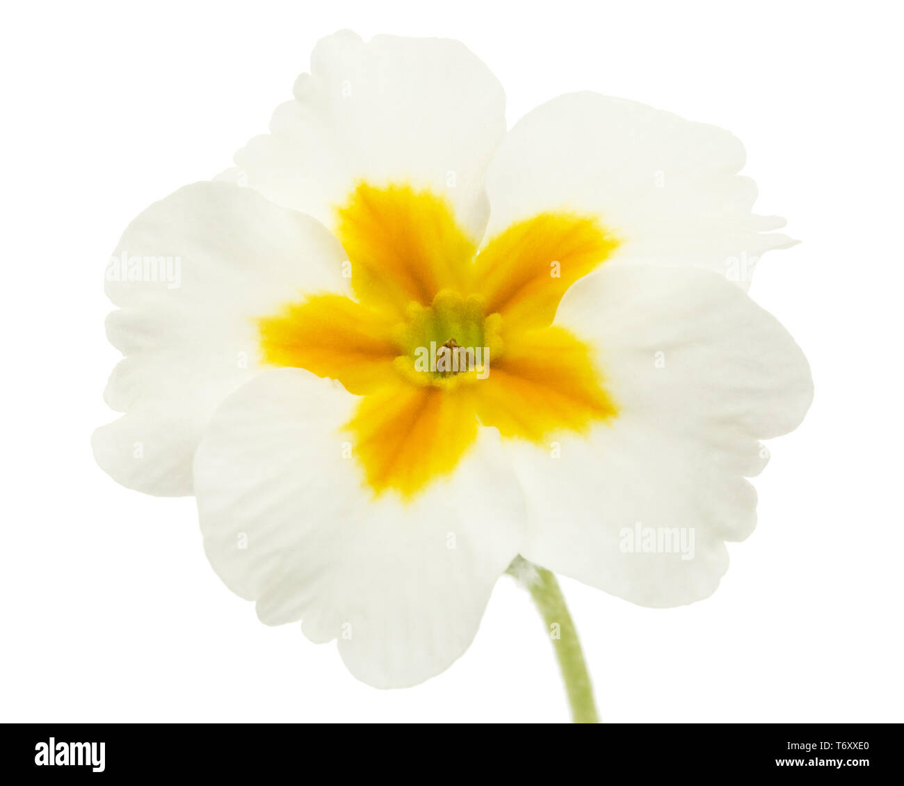 Flower of primrose, isolated on white background Stock Photo - Alamy