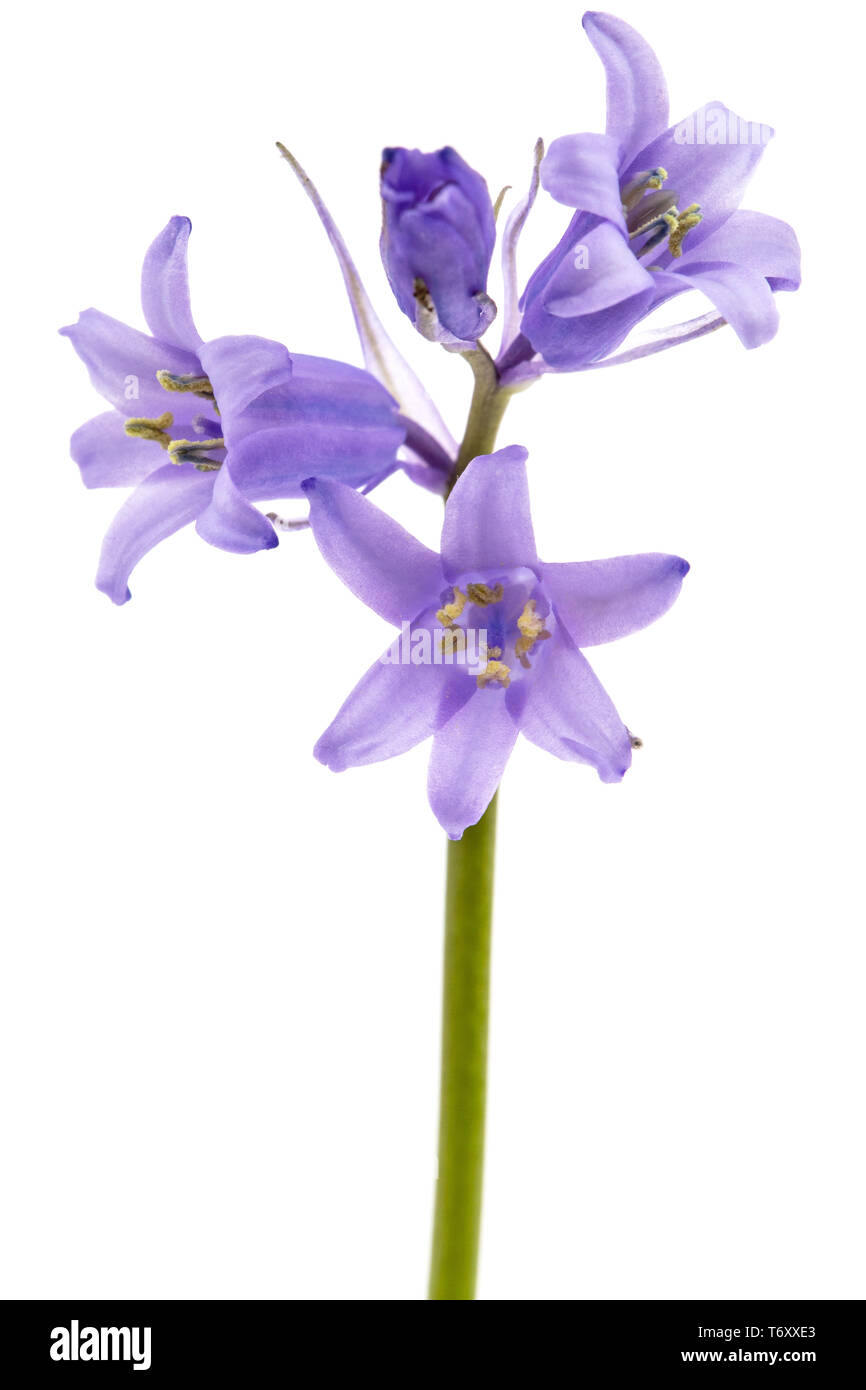Blue flower of scilla , bluebell flower, isolated on white background ...