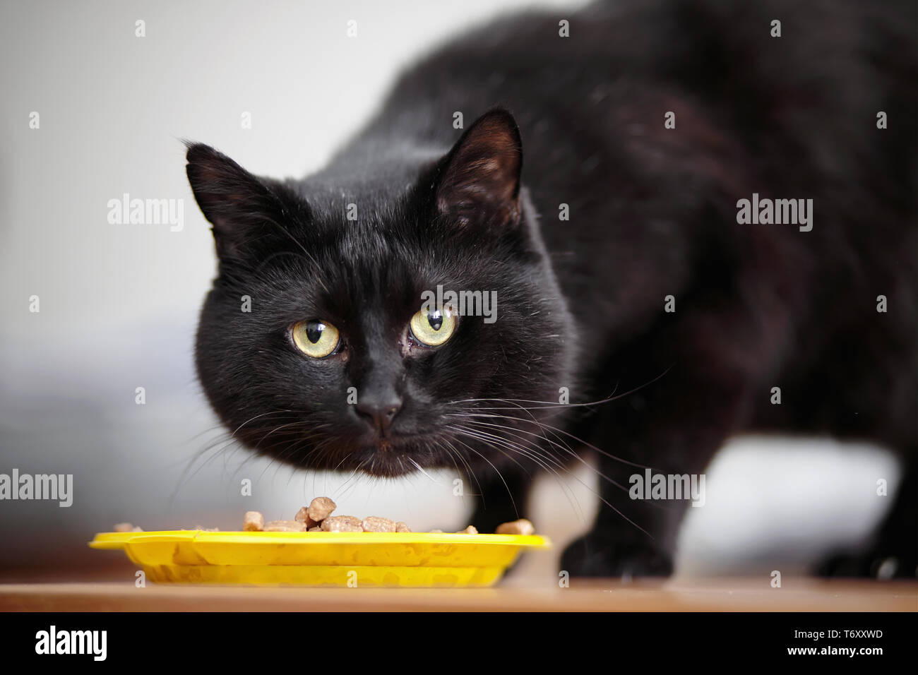 The black cat eats from a yellow bowl Stock Photo - Alamy