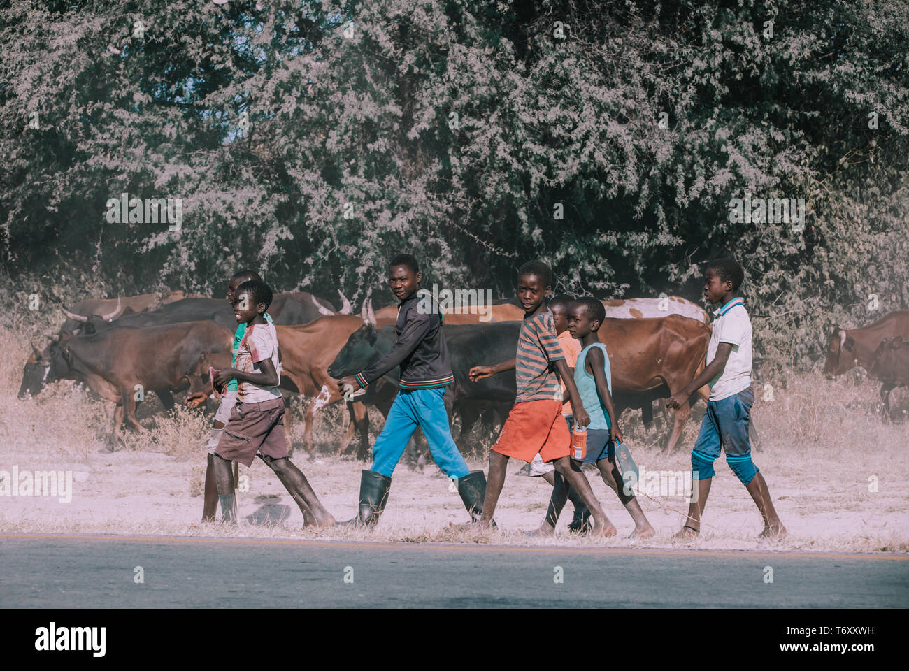 Dirty and poor Namibian children rearing cows Stock Photo - Alamy