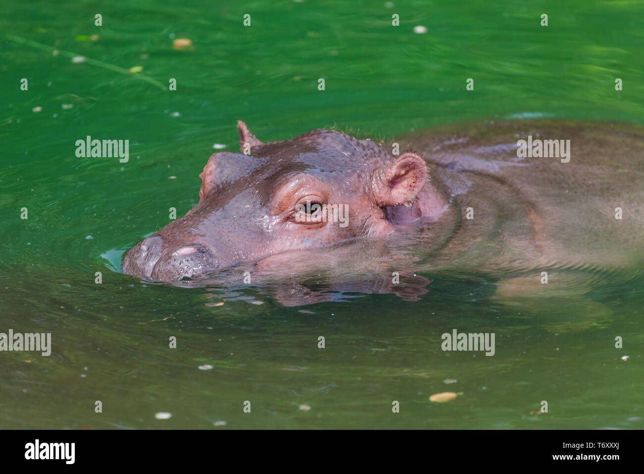 Hippo in water Stock Photo - Alamy
