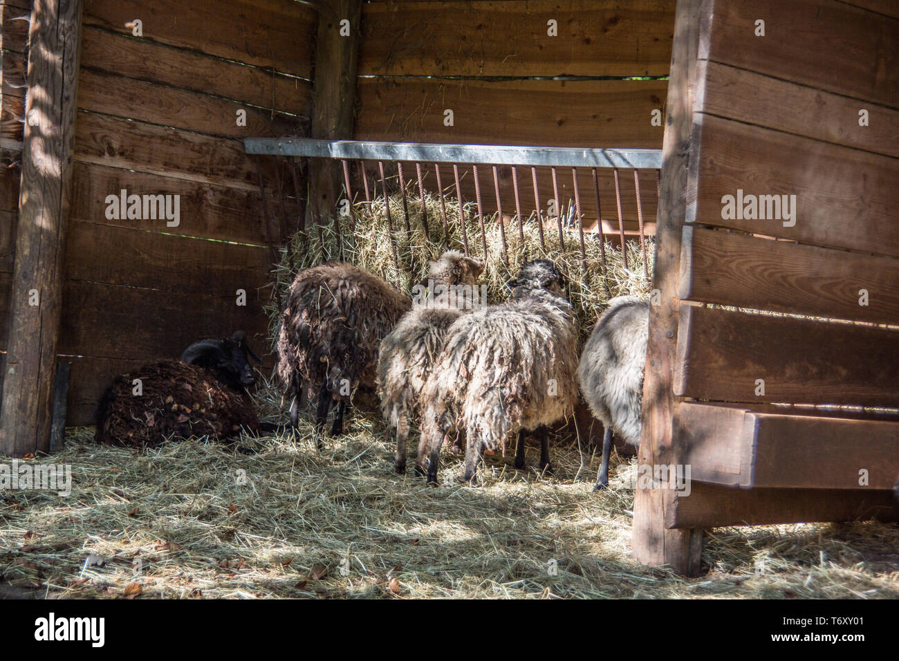 Goats in the stable Stock Photo - Alamy