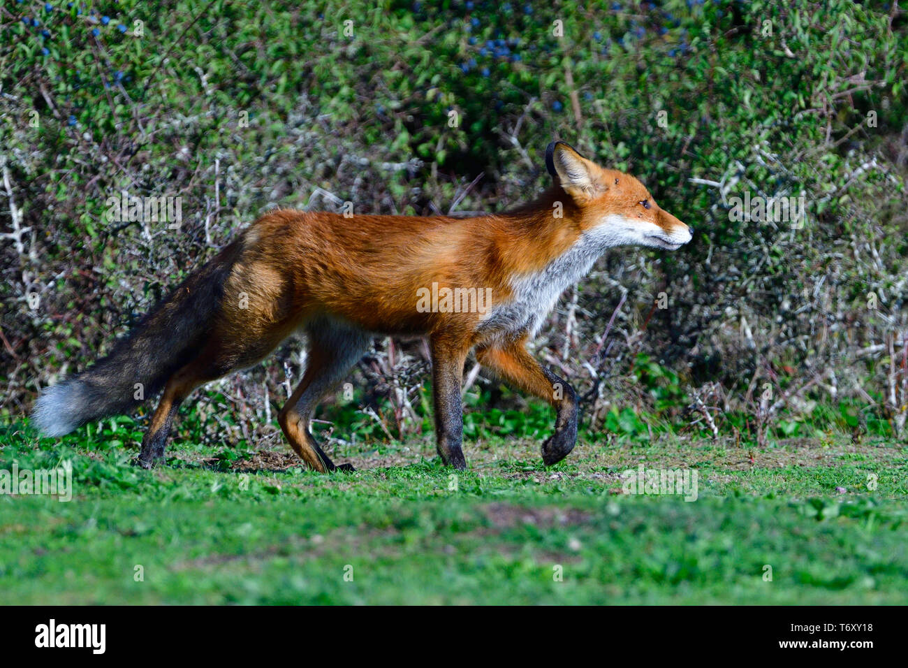 European Red Fox, Germany Stock Photo - Alamy
