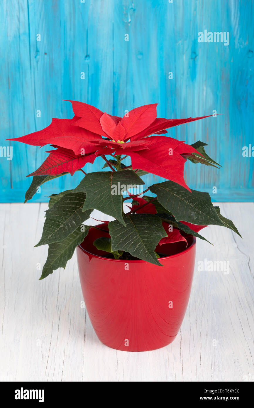 red Poinsettia christmas flower Stock Photo - Alamy