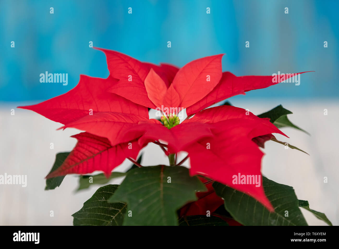 Red flower christmas poinsettia hi-res stock photography and images - Alamy
