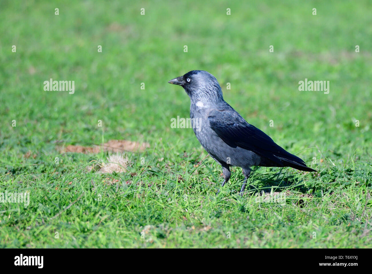 Leucistic crow hi-res stock photography and images - Alamy