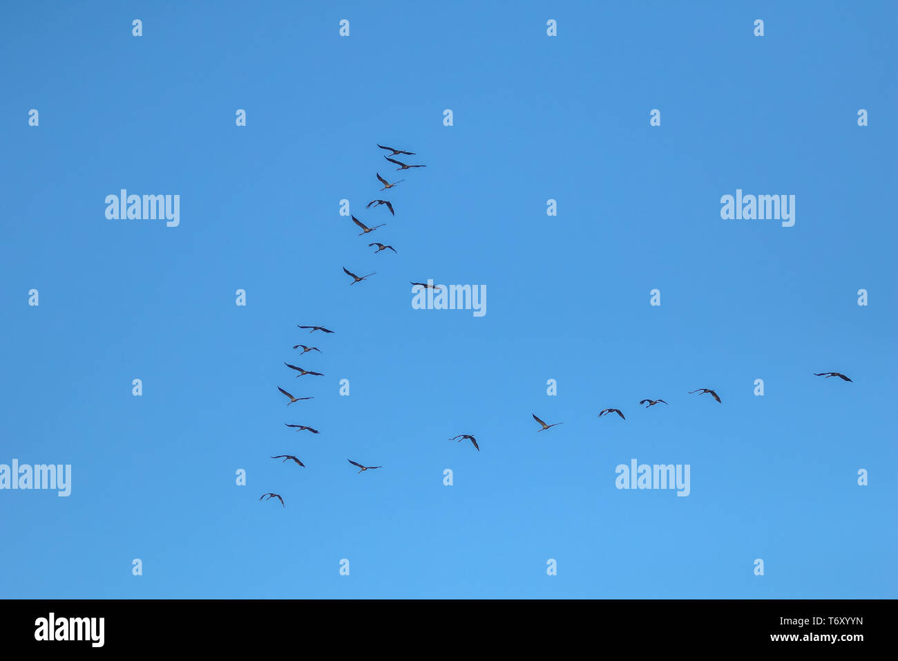 Flock birds silhouette migrate hi-res stock photography and images - Alamy
