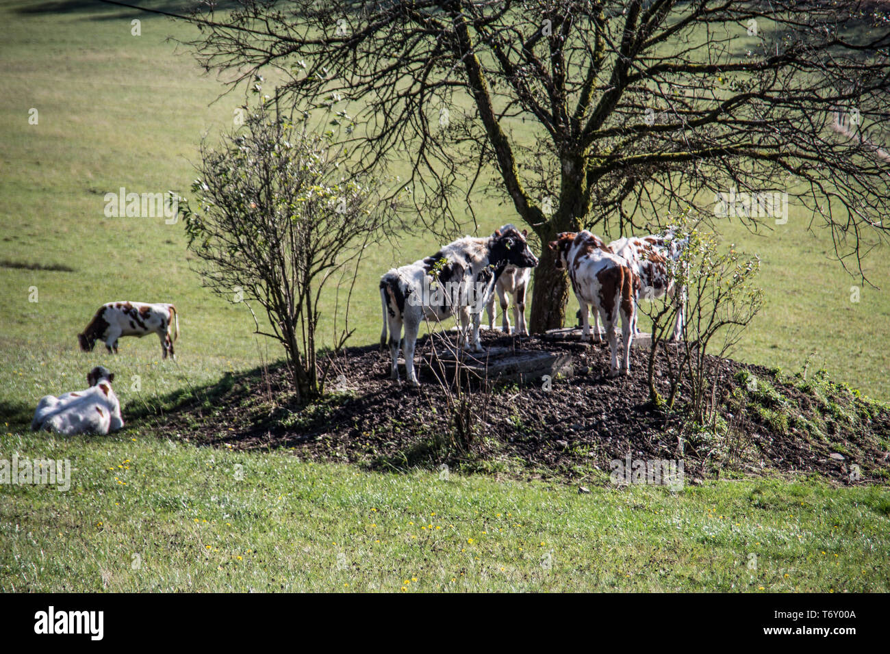 Cow under tree hi-res stock photography and images - Alamy