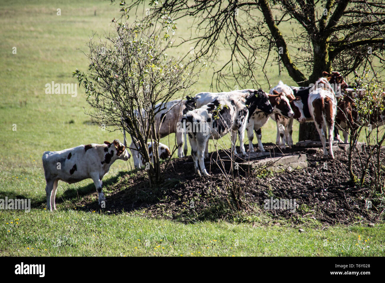 Cows under trees hi-res stock photography and images - Alamy