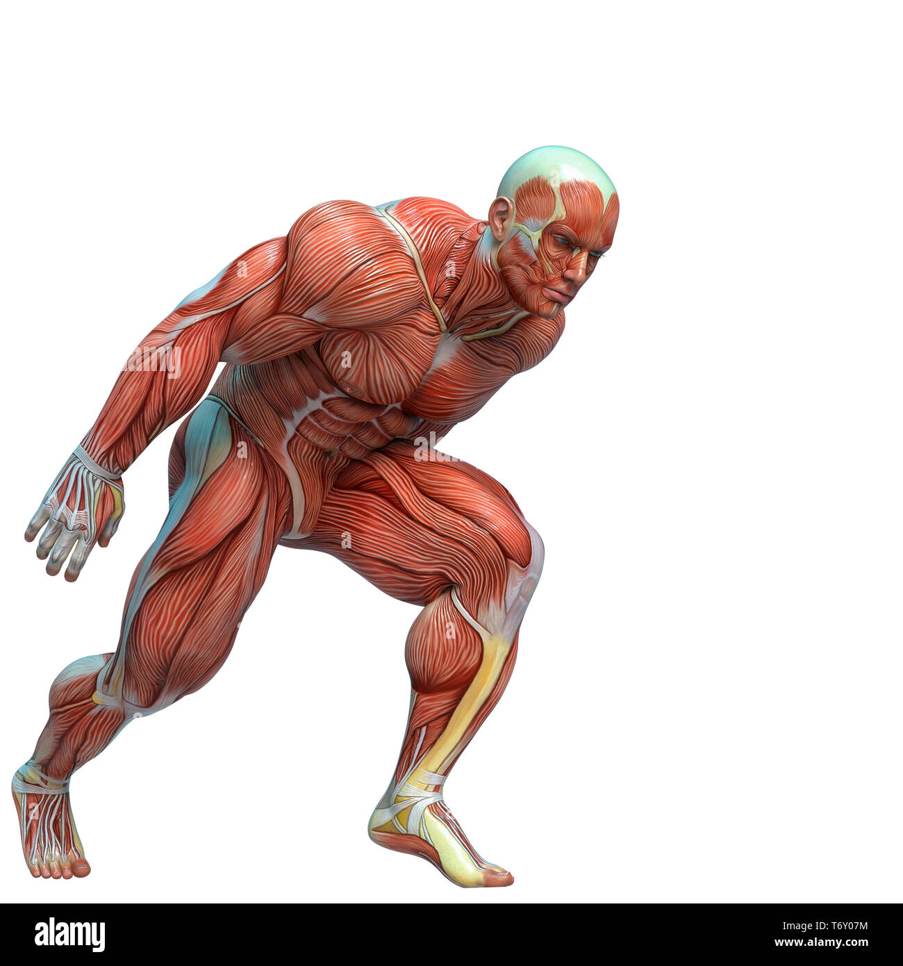 muscle man anatomy in an white background will put some creative sensor ...