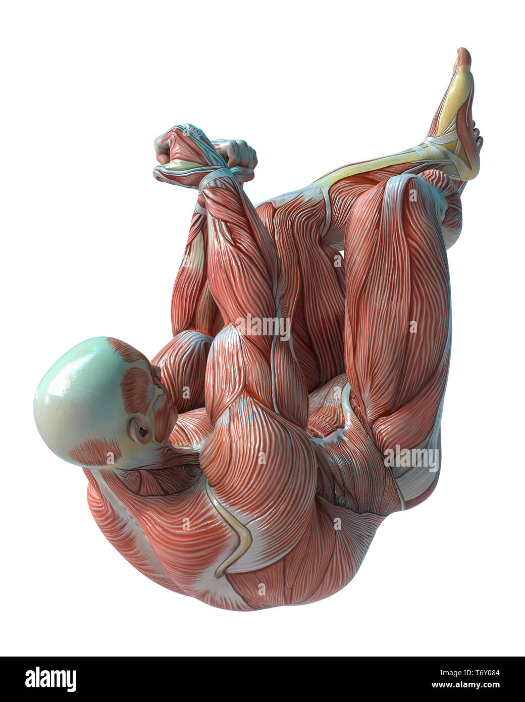 muscle man anatomy in an white background will put some creative sensor ...