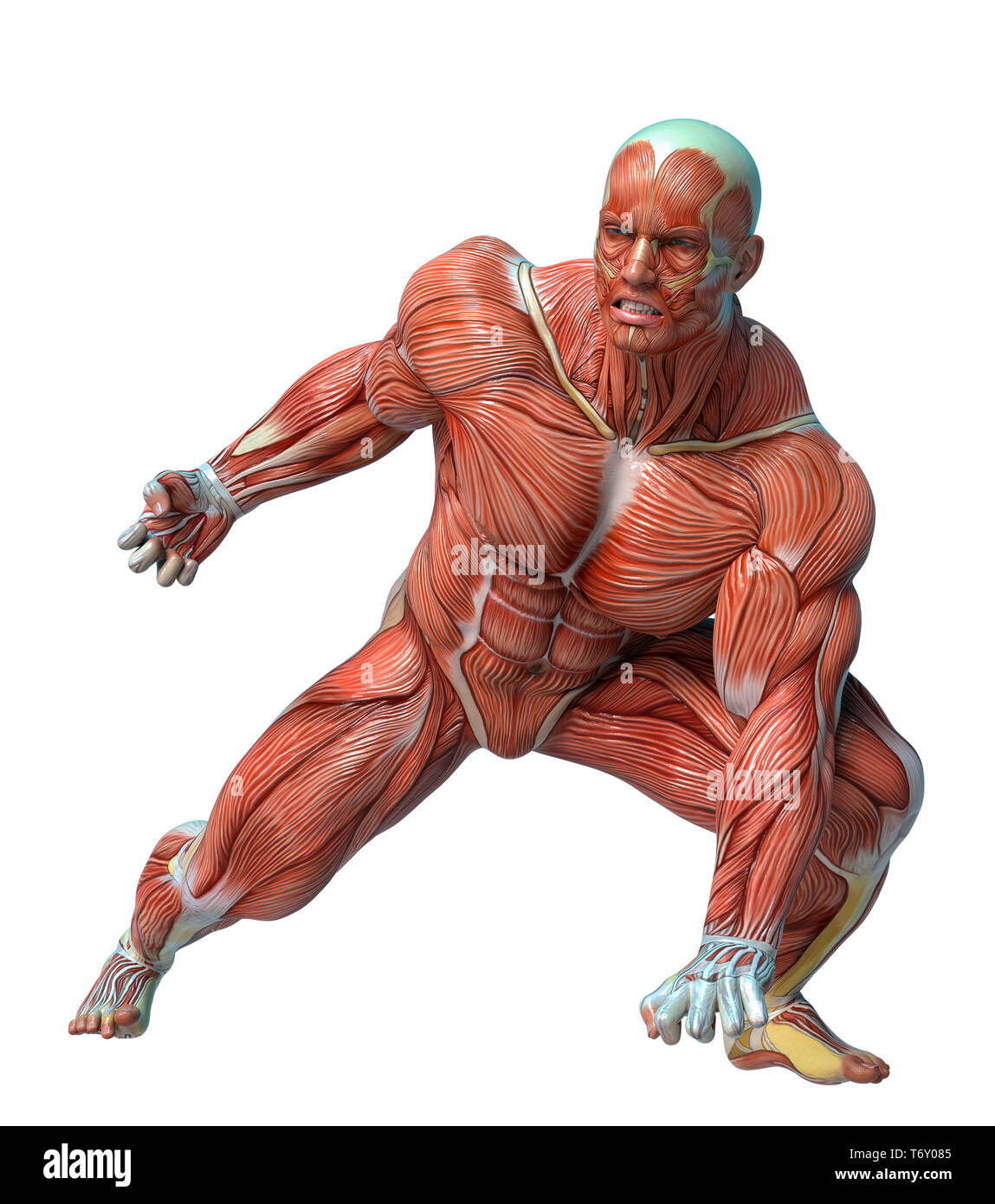 muscle man anatomy in an white background will put some creative sensor ...
