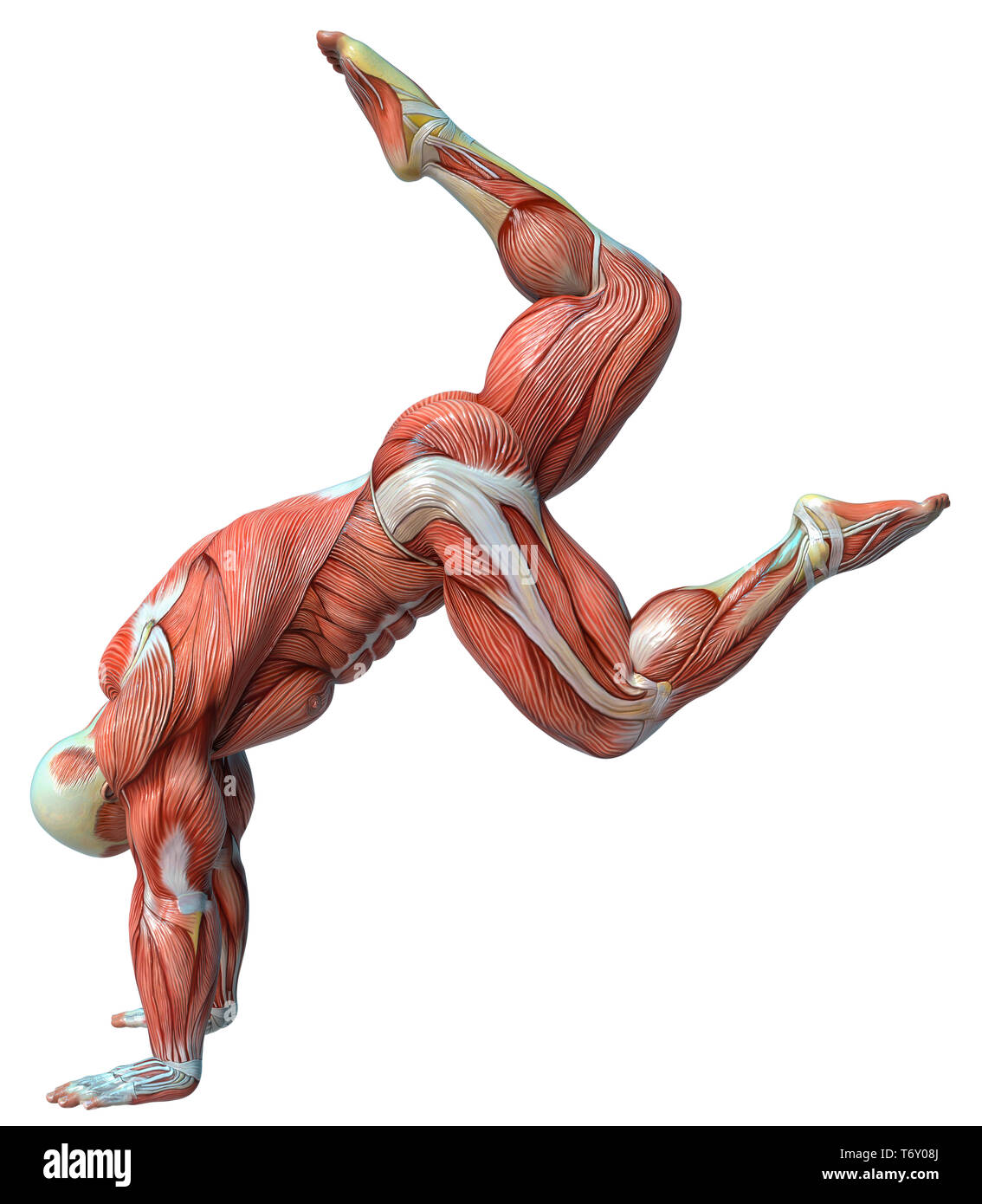 muscle man anatomy in an white background will put some creative sensor ...