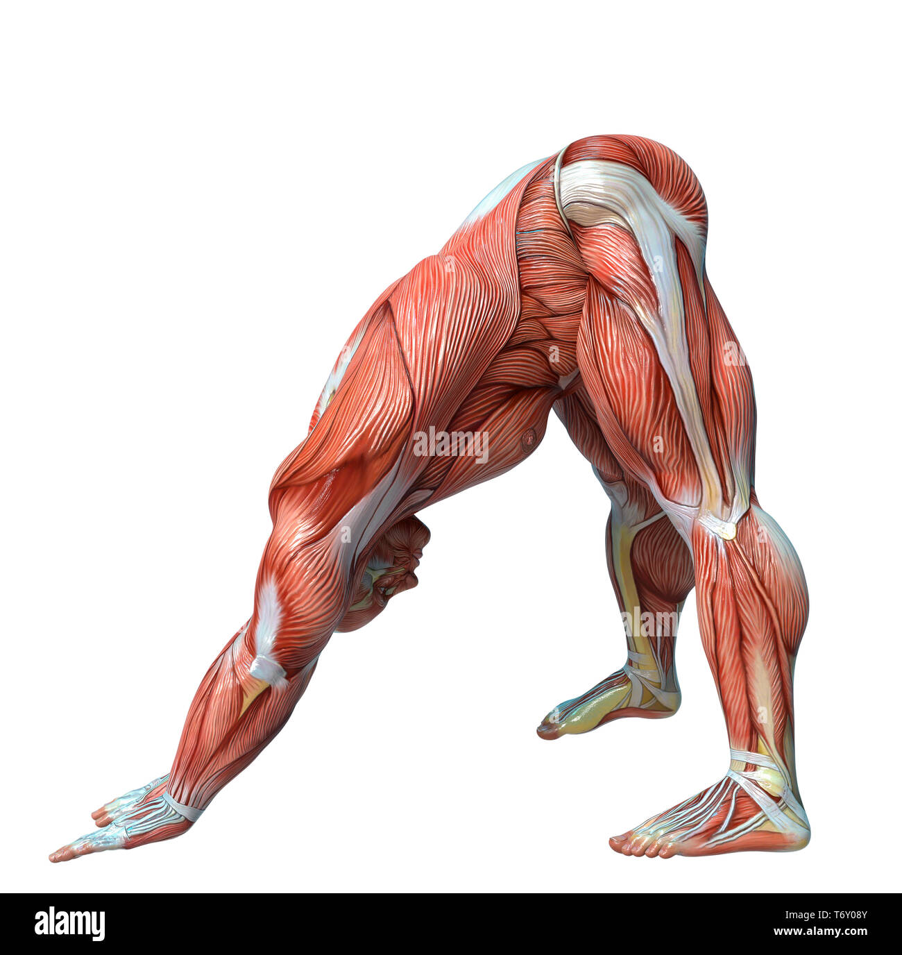 muscle man anatomy in an white background will put some creative sensor ...