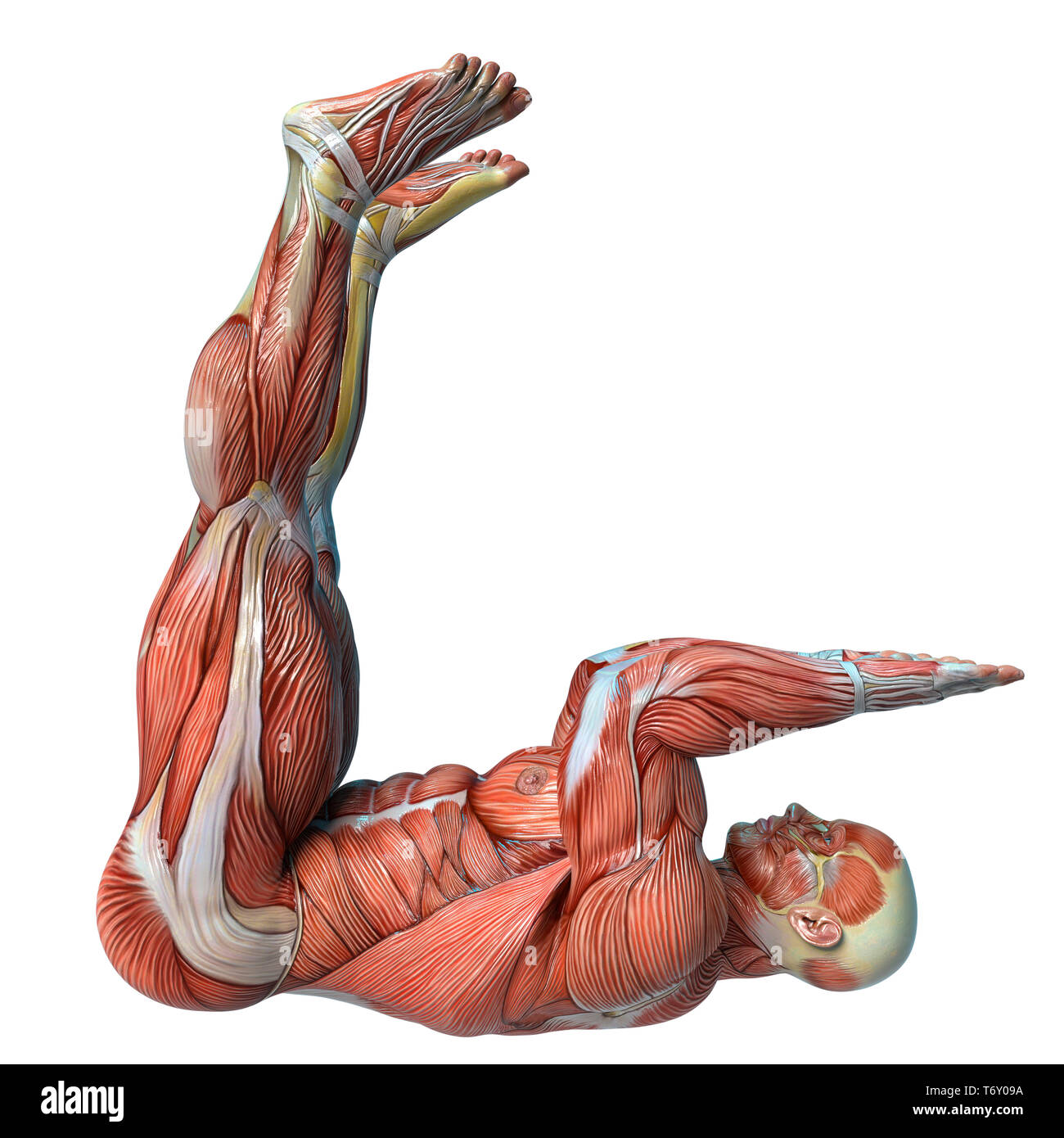 muscle man anatomy in an white background will put some creative sensor ...