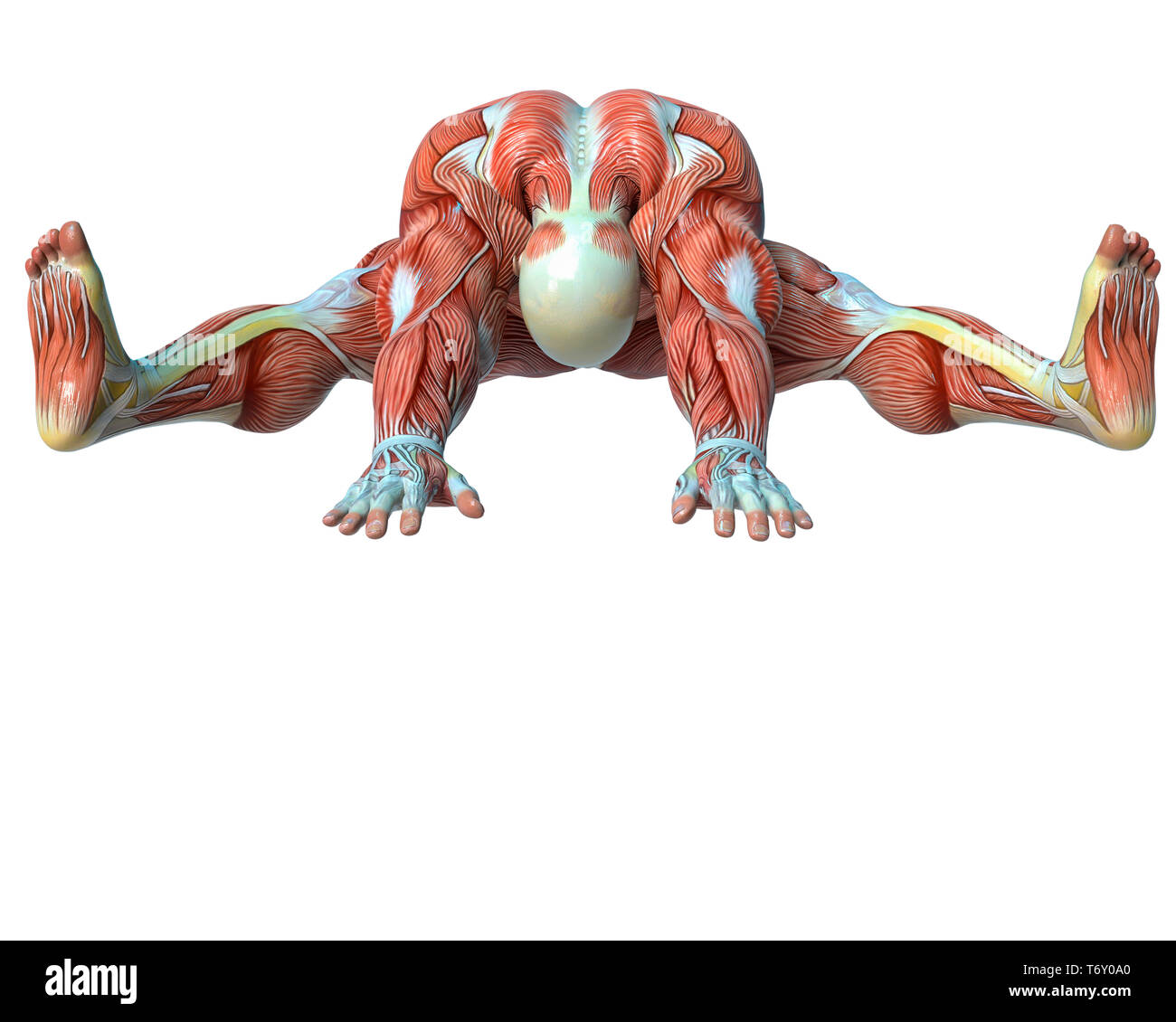 muscle man anatomy in an white background will put some creative sensor ...