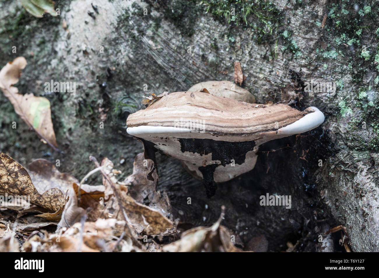 Dead mushroom hi-res stock photography and images - Alamy