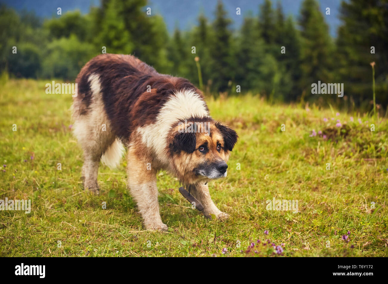 Carpathian shepherd dog hi-res stock photography and images - Alamy