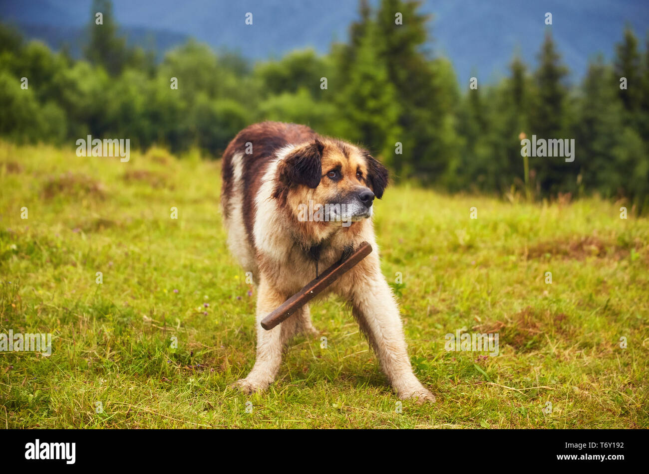Romanian shepherd hi-res stock photography and images - Alamy
