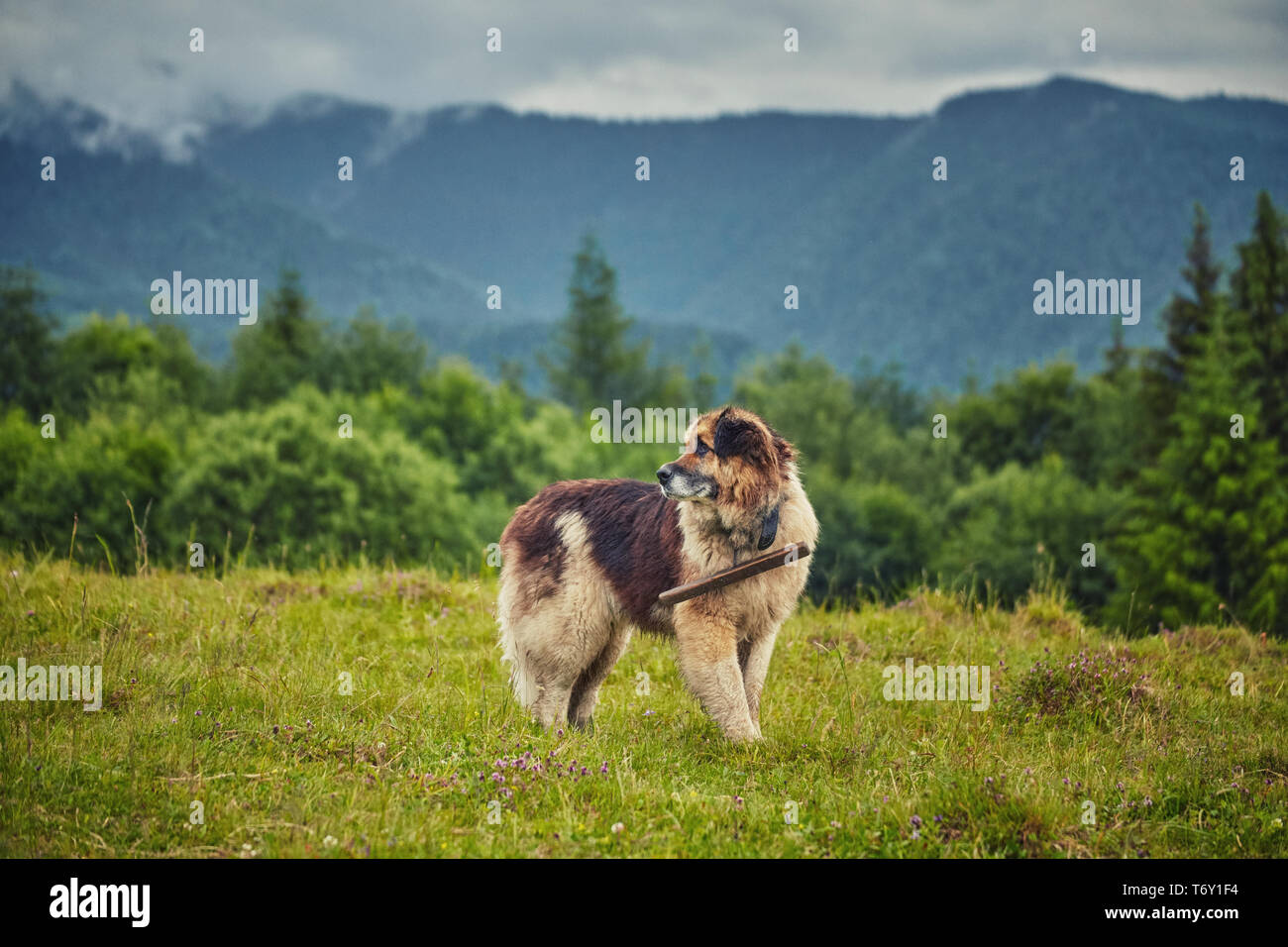Large white romanian shepherd dog hi-res stock photography and images ...