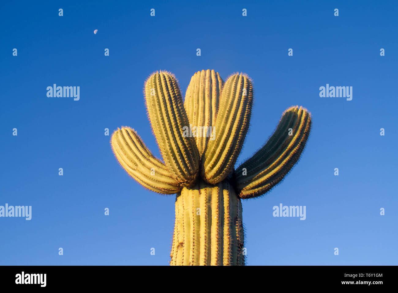 Multiple arms hi-res stock photography and images - Alamy