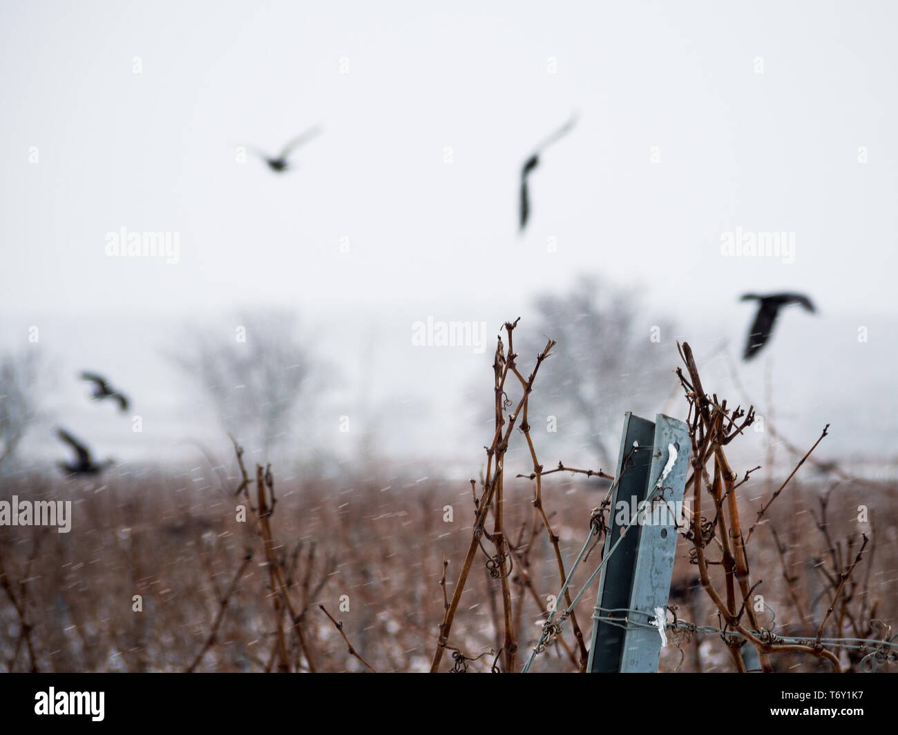 Crows in hi-res stock photography and images - Alamy