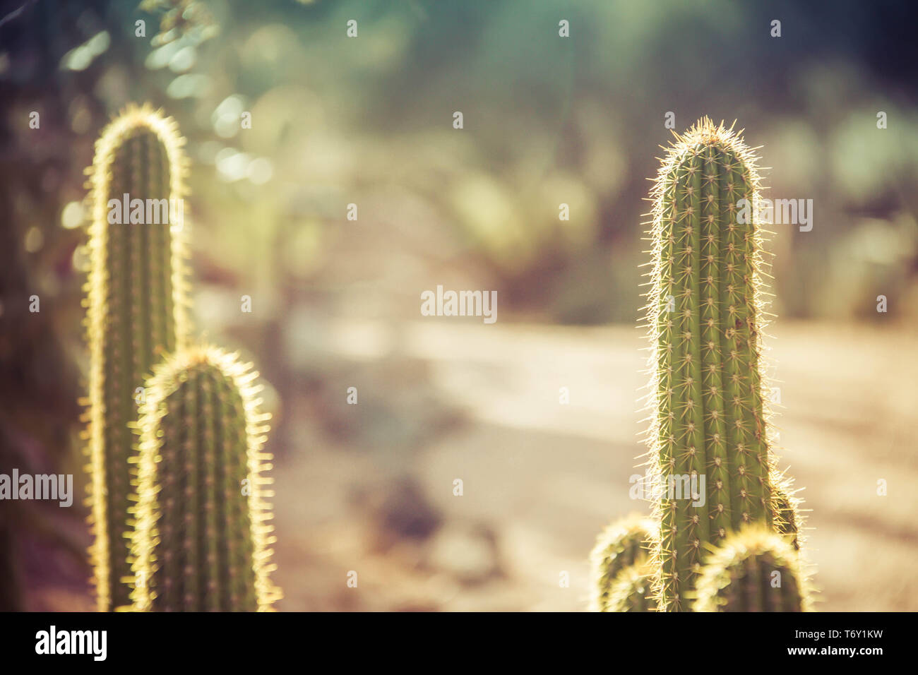 Cactus plants with their thorns backlit by the sun with a blurred-out ...