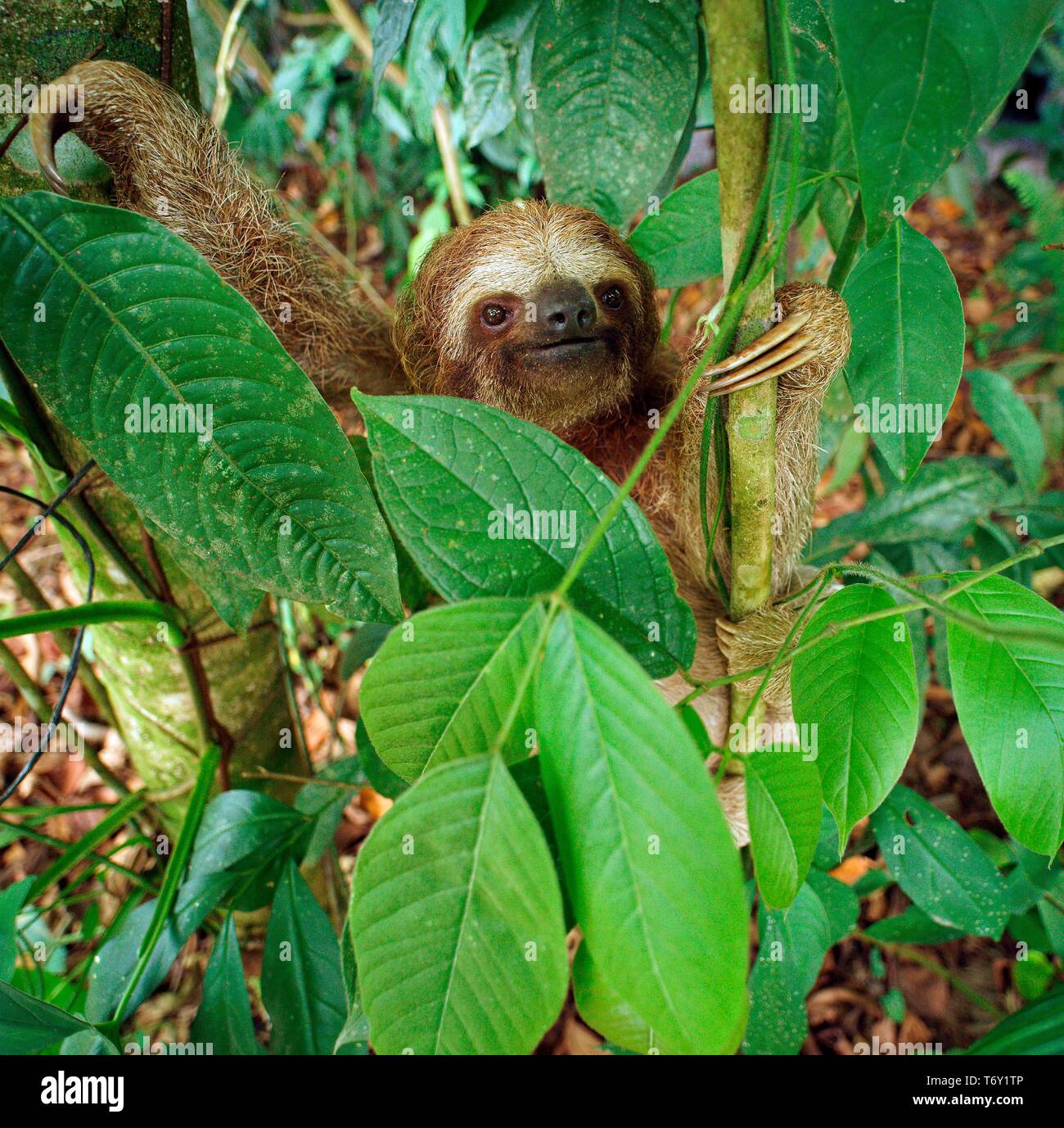 Brown-throated sloth (Bradypus variegatus), in the tree, animal ...