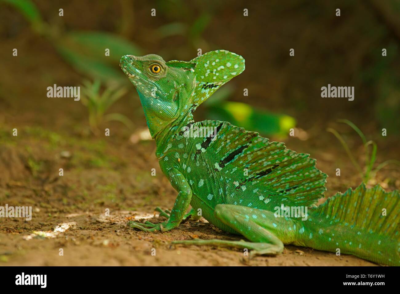 Plumed basilisk (Basiliscus plumifrons) on the ground, Costa Rica Stock ...