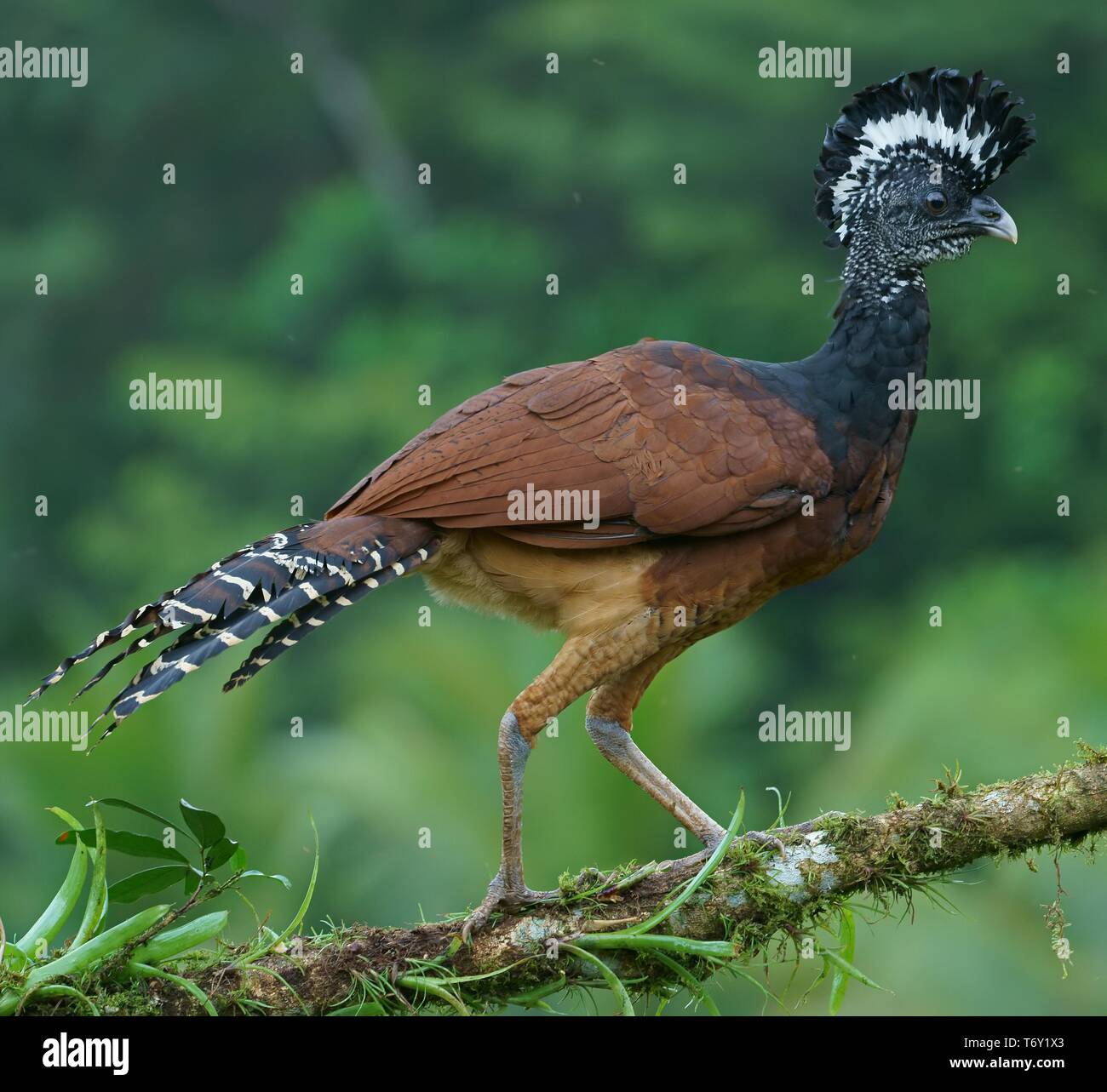 Great curassow (Crax rubra), female walking on a branch, Costa Rica ...