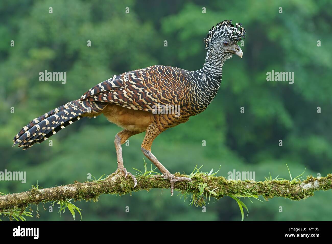 Great curassow (Crax rubra), female walking on a branch, Costa Rica ...