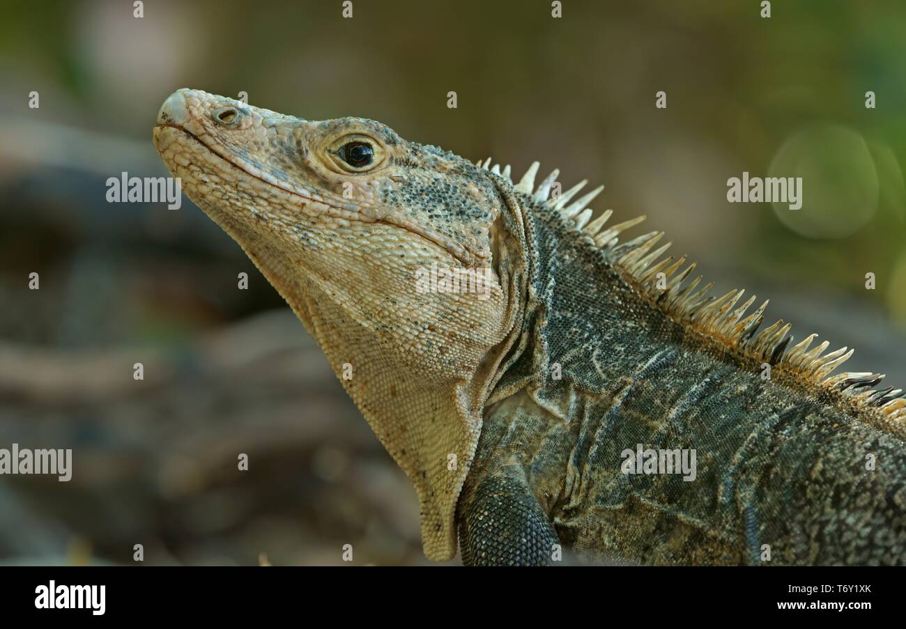 Black spiny-tailed iguana (Ctenosaura similis), animal portrait, Costa ...