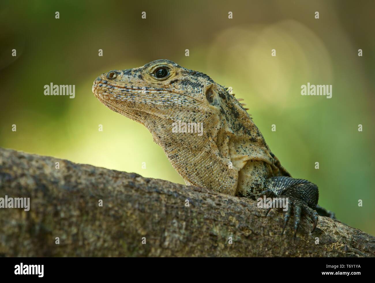 Black spiny-tailed iguana (Ctenosaura similis), animal portrait, Costa ...