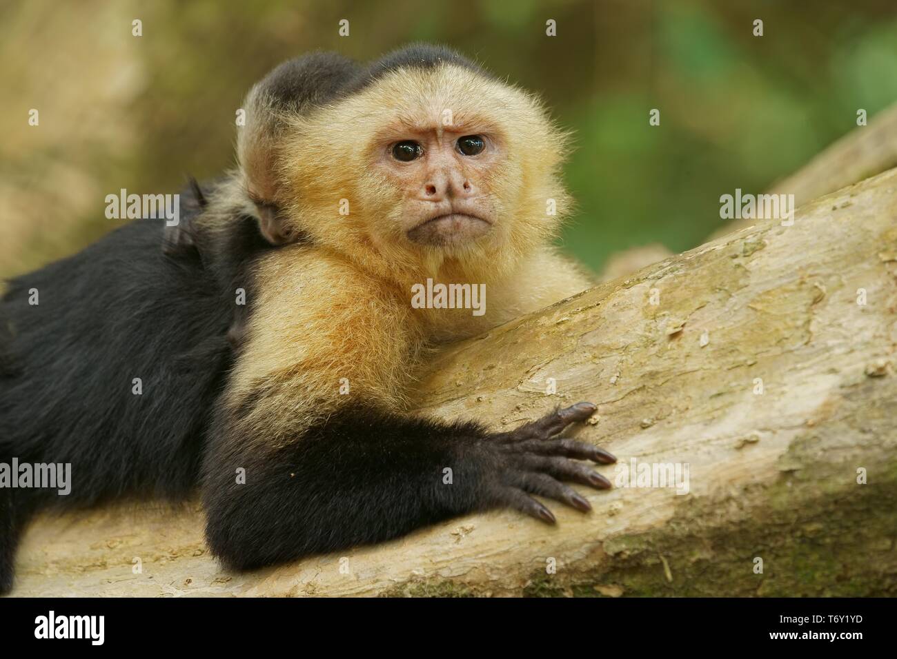 White-headed Capuchin (Cebus capucinus), female with young on tree ...