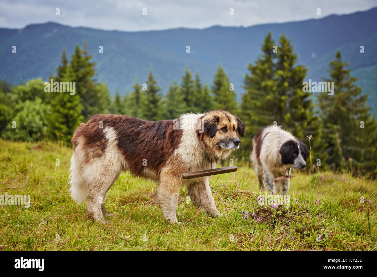 Large white romanian shepherd dog hi-res stock photography and images ...
