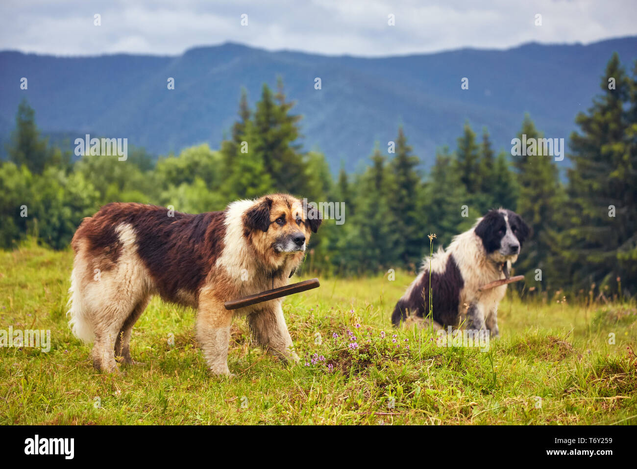 Large white romanian shepherd dog hi-res stock photography and images ...