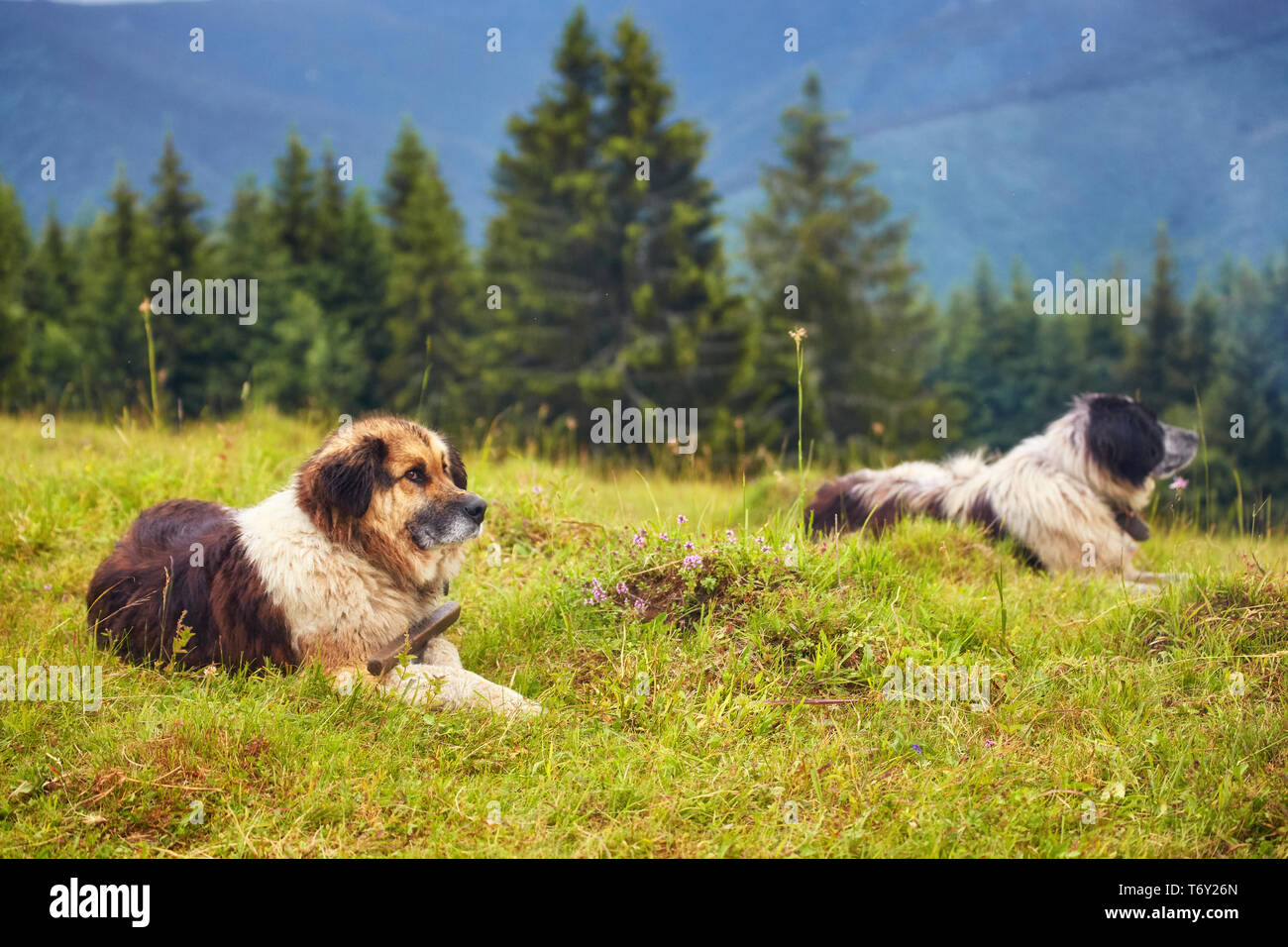 Large white romanian shepherd dog hi-res stock photography and images ...