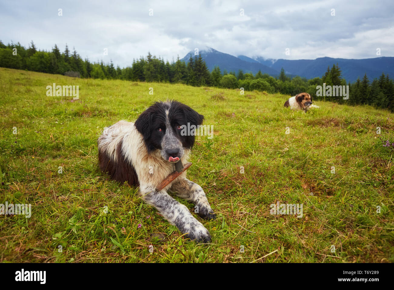 Romanian sheepdog hi-res stock photography and images - Alamy