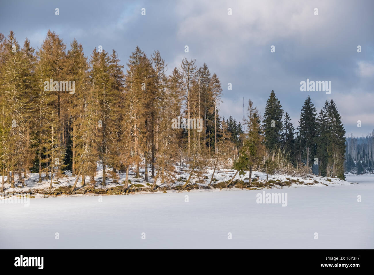 Nationalpark Harz im Winter Oderteich Stock Photo - Alamy