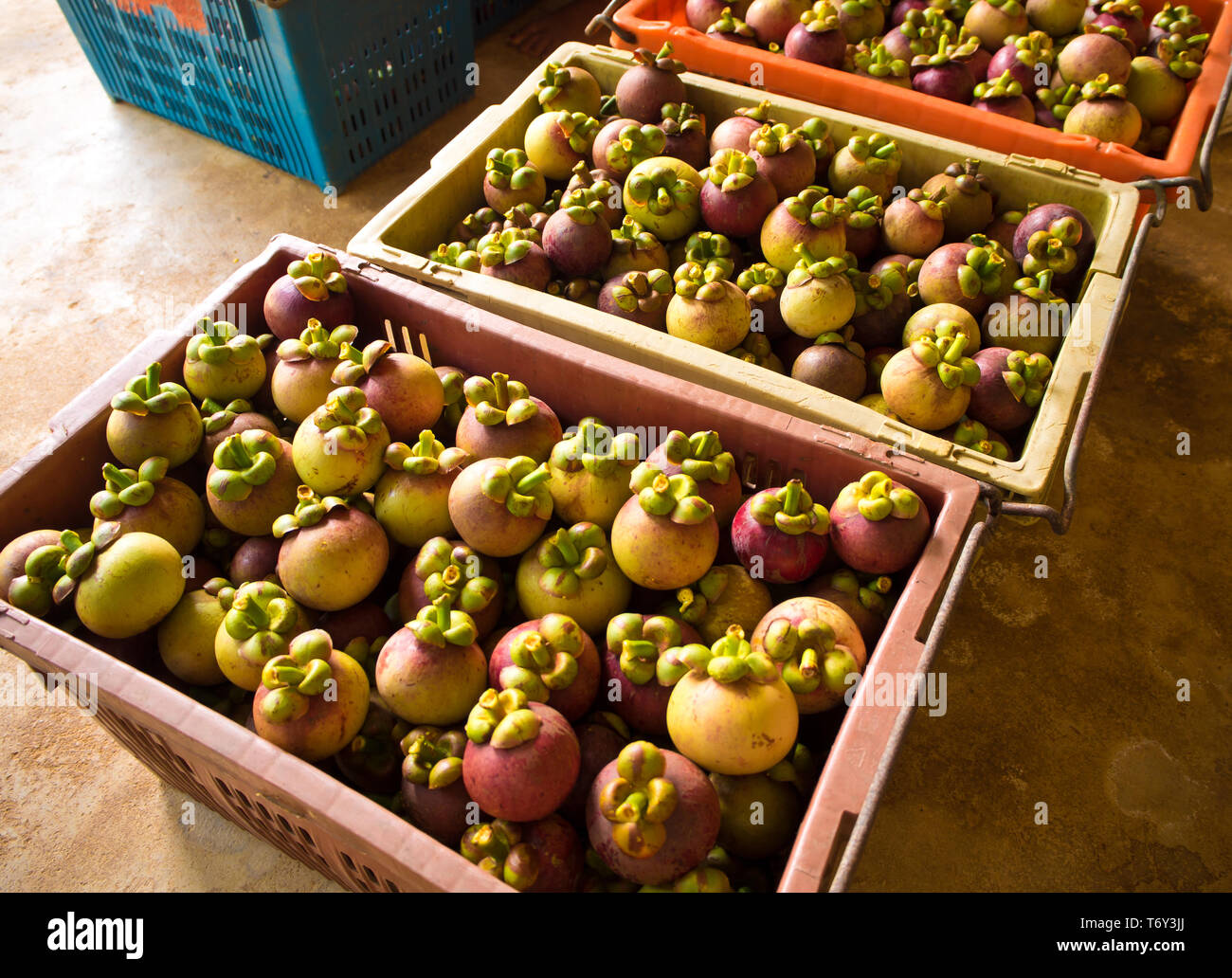 Mangosteen in Plastic basket Selected to Export Stock Photo - Alamy