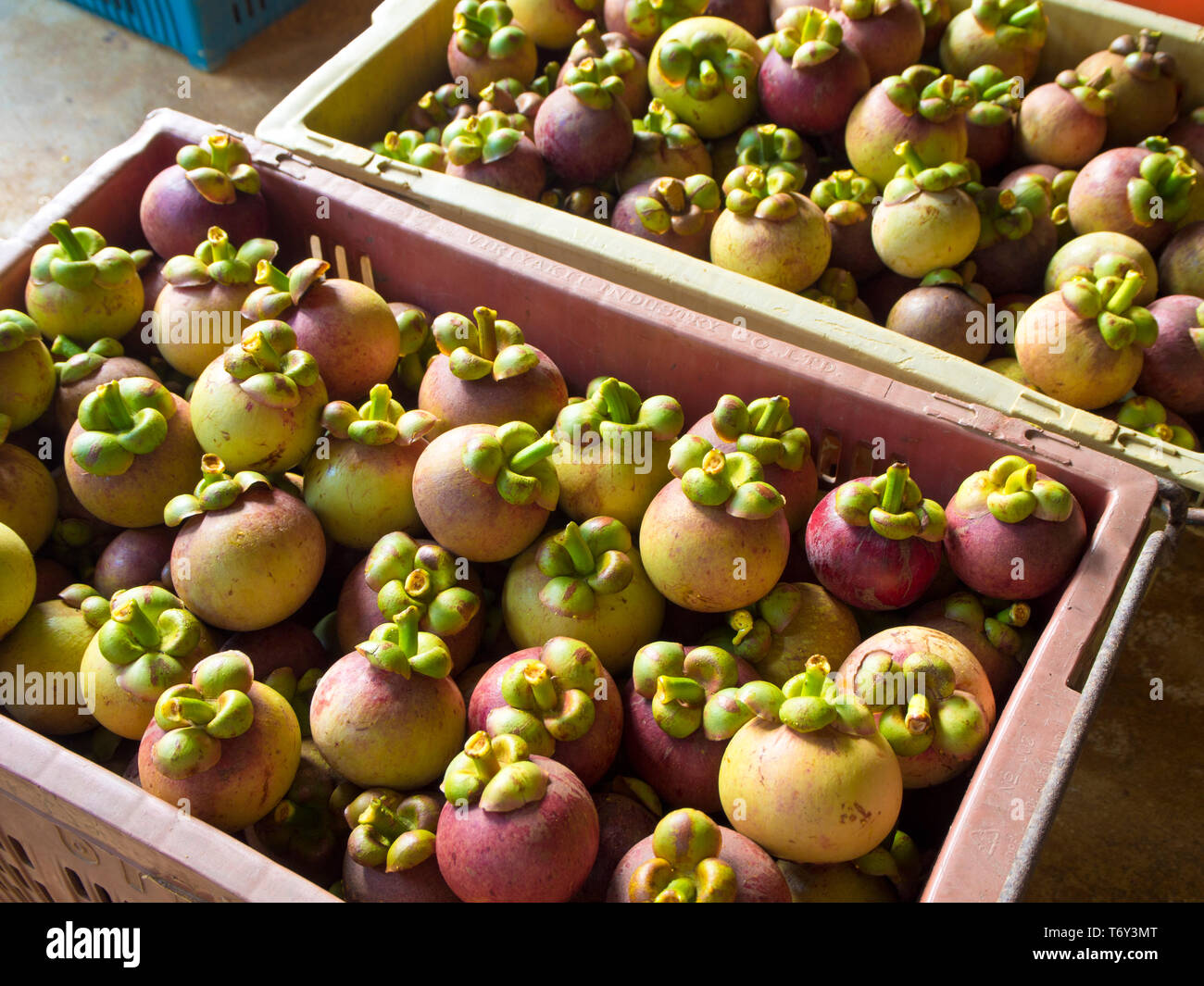 Tropical export fruit hi-res stock photography and images - Alamy