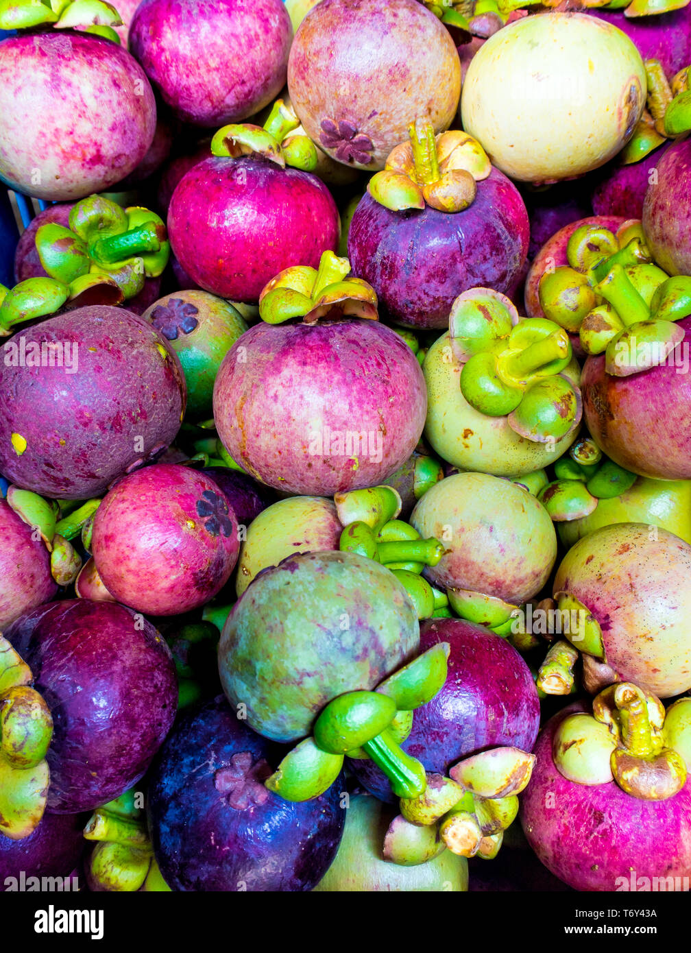 Mangosteen in Plastic basket prepare to transport Stock Photo - Alamy
