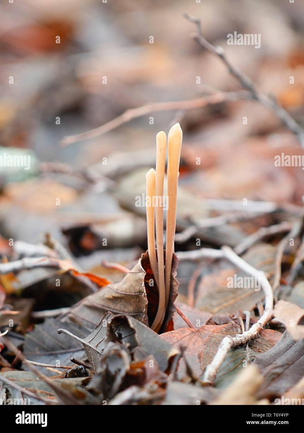 Pipe club fungus, Macrotyphula fistulosa, wild fungus from Finland ...