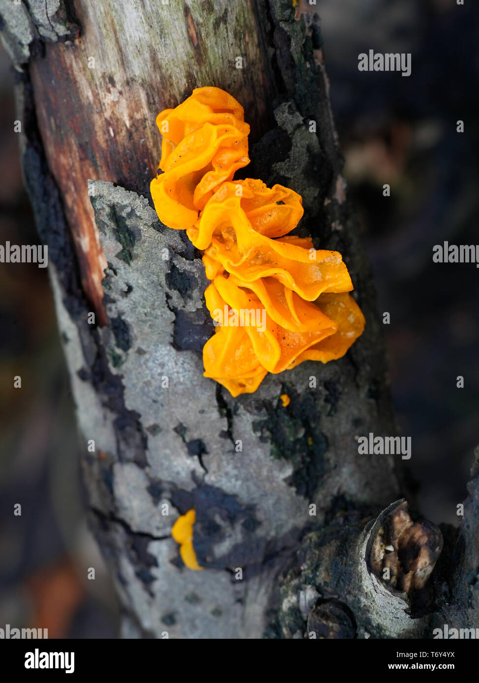 Brain rot hi-res stock photography and images - Alamy