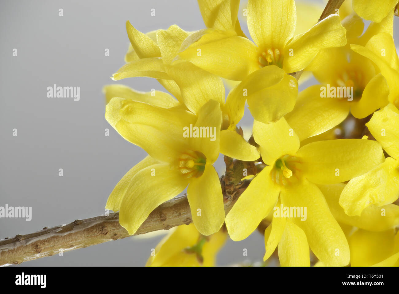 Forsythia tree hi-res stock photography and images - Alamy