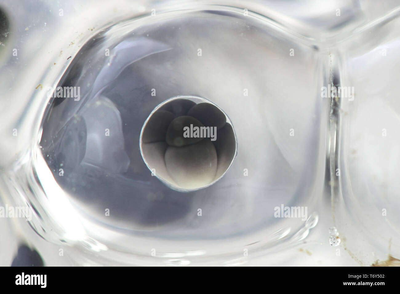 Frog egg cells hi-res stock photography and images - Alamy