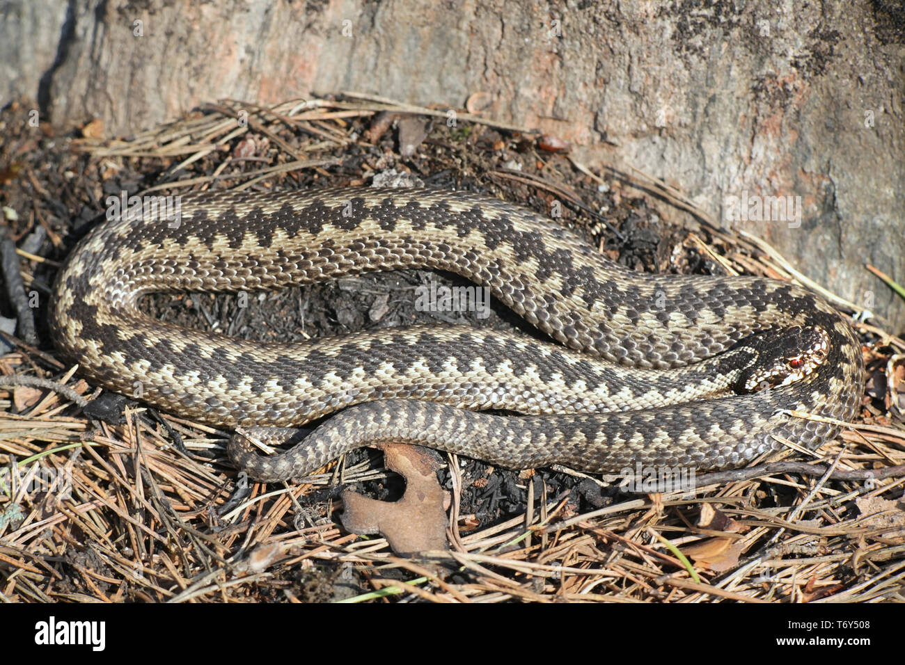 Vipera berus, known as the common European adder or common European ...