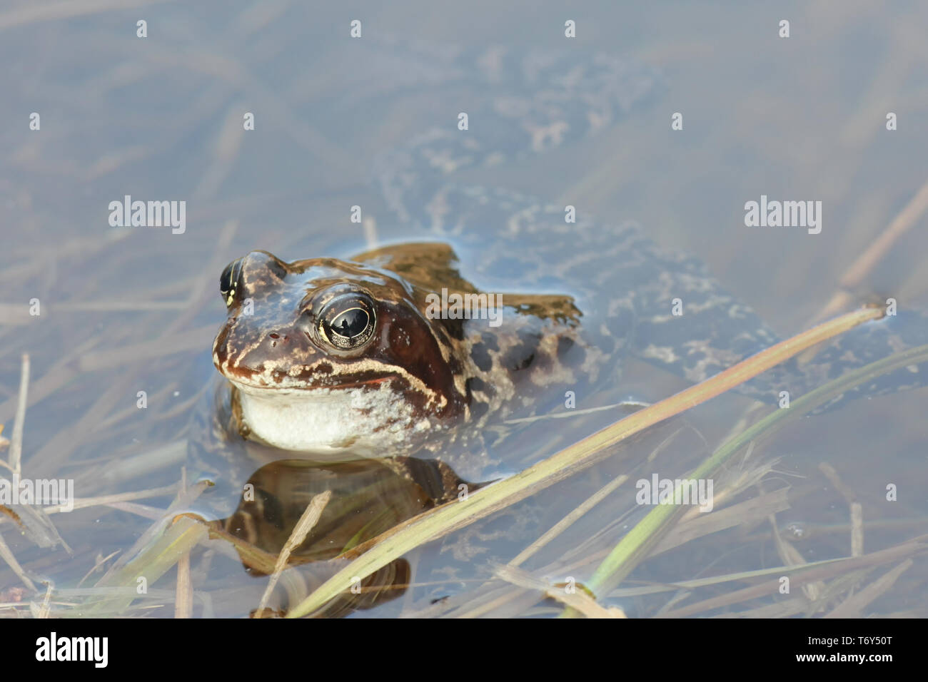 Common frog, Rana temporaria, also known as the European common frog ...