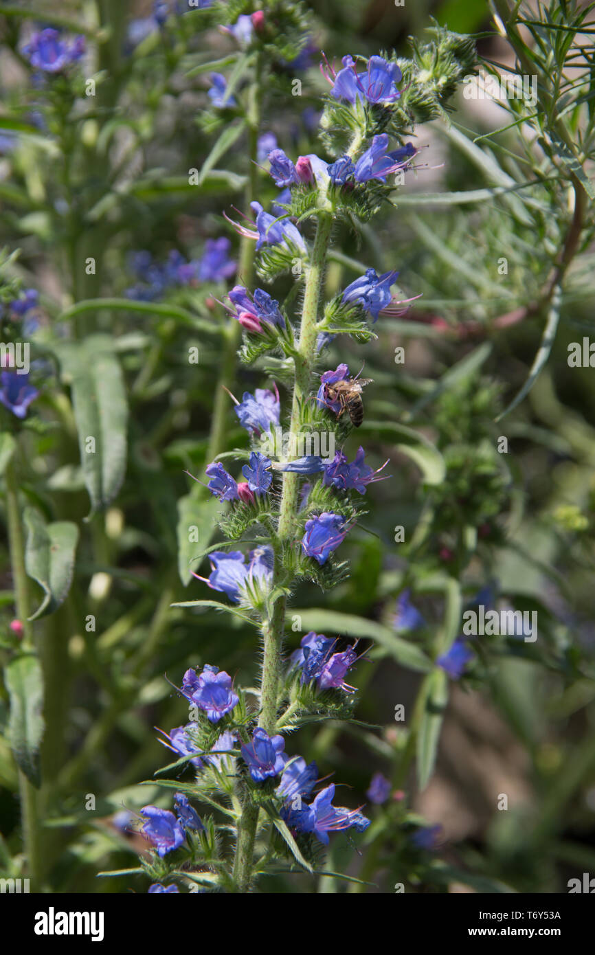 Adderhead hi-res stock photography and images - Alamy