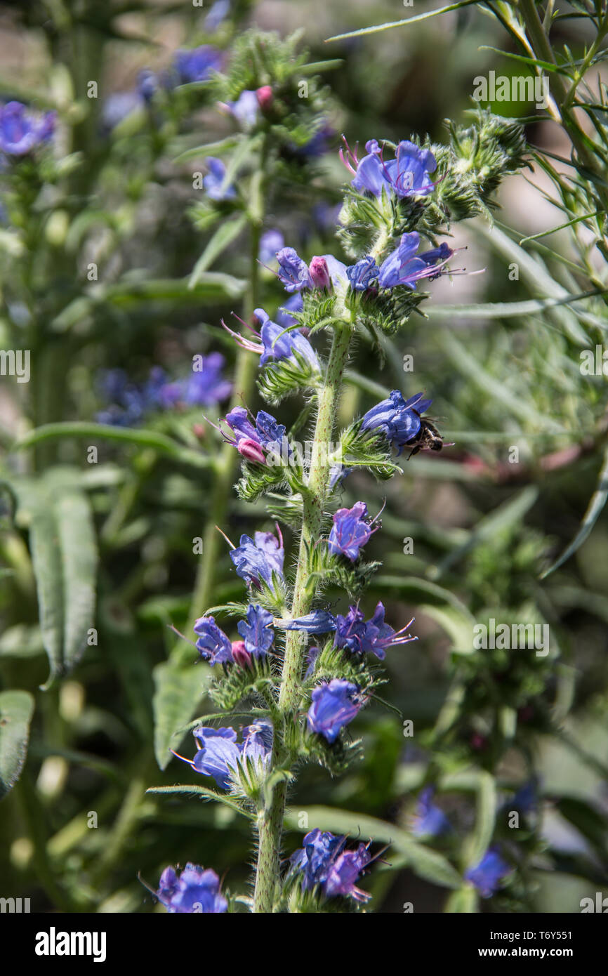 Adderhead High Resolution Stock Photography and Images - Alamy